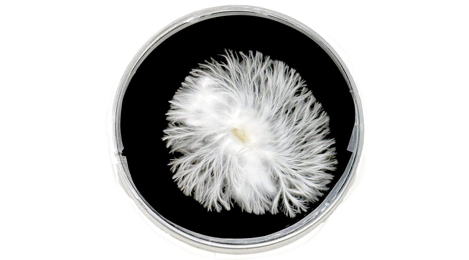 How to Use Agar Plates for Mycology: Isolation, Cultivation, and Conta