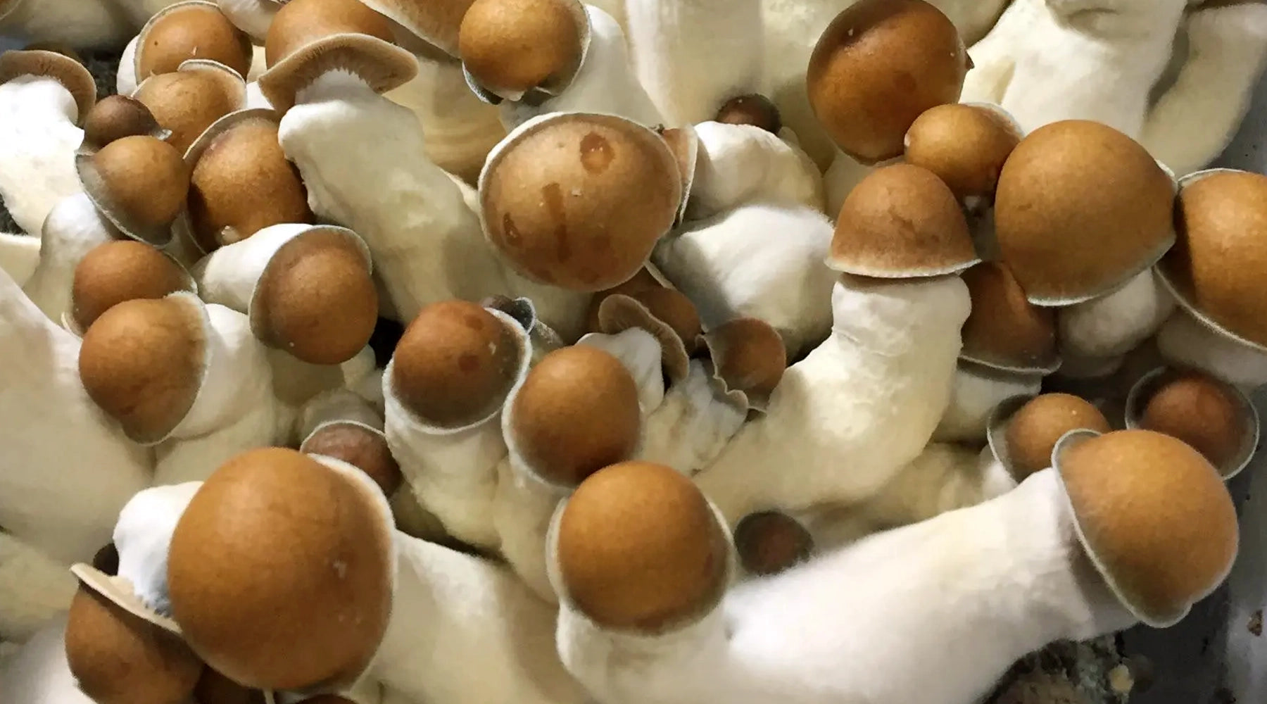 Penis Envy Mushroom: Unveiling the Intriguing History and Characterist