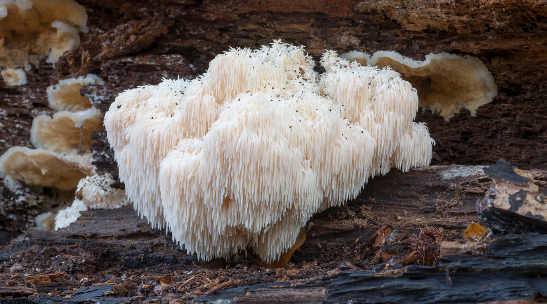 The Healing Power of Lion's Mane and Reishi Mushrooms