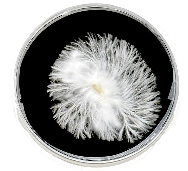 Malt Yeast Extract Agar Plates with Activated Charcoal | Olympus Myco